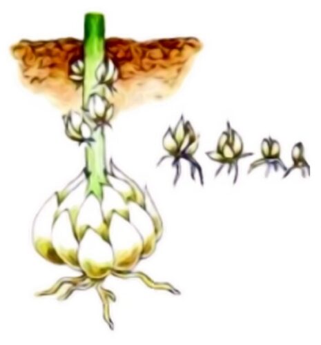 How to Grow Lilies: Varieties, Propagation Techniques and More – Mother ...